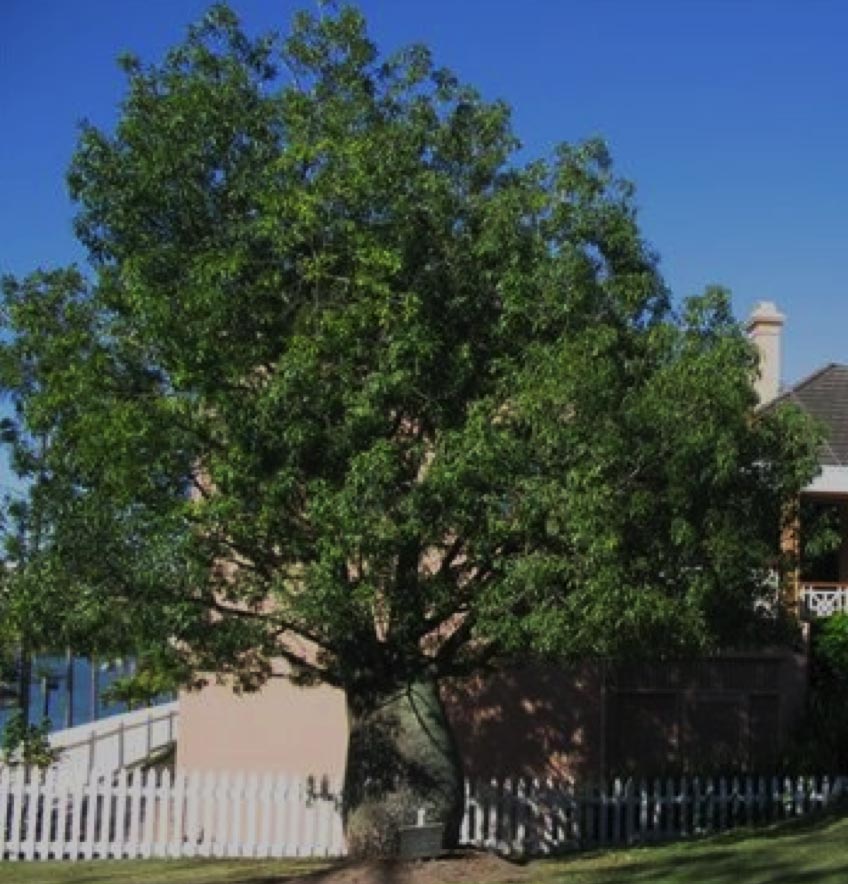 Miss Bedford and Dr Cooper – pioneering Queenslanders and St Mary’s ...