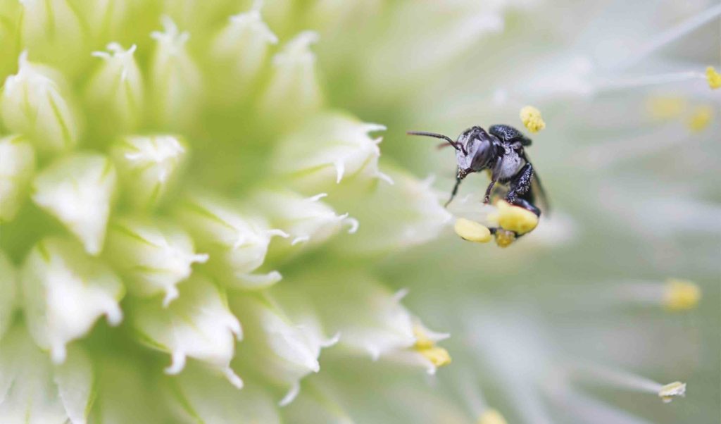 Pollinators populate the Precinct