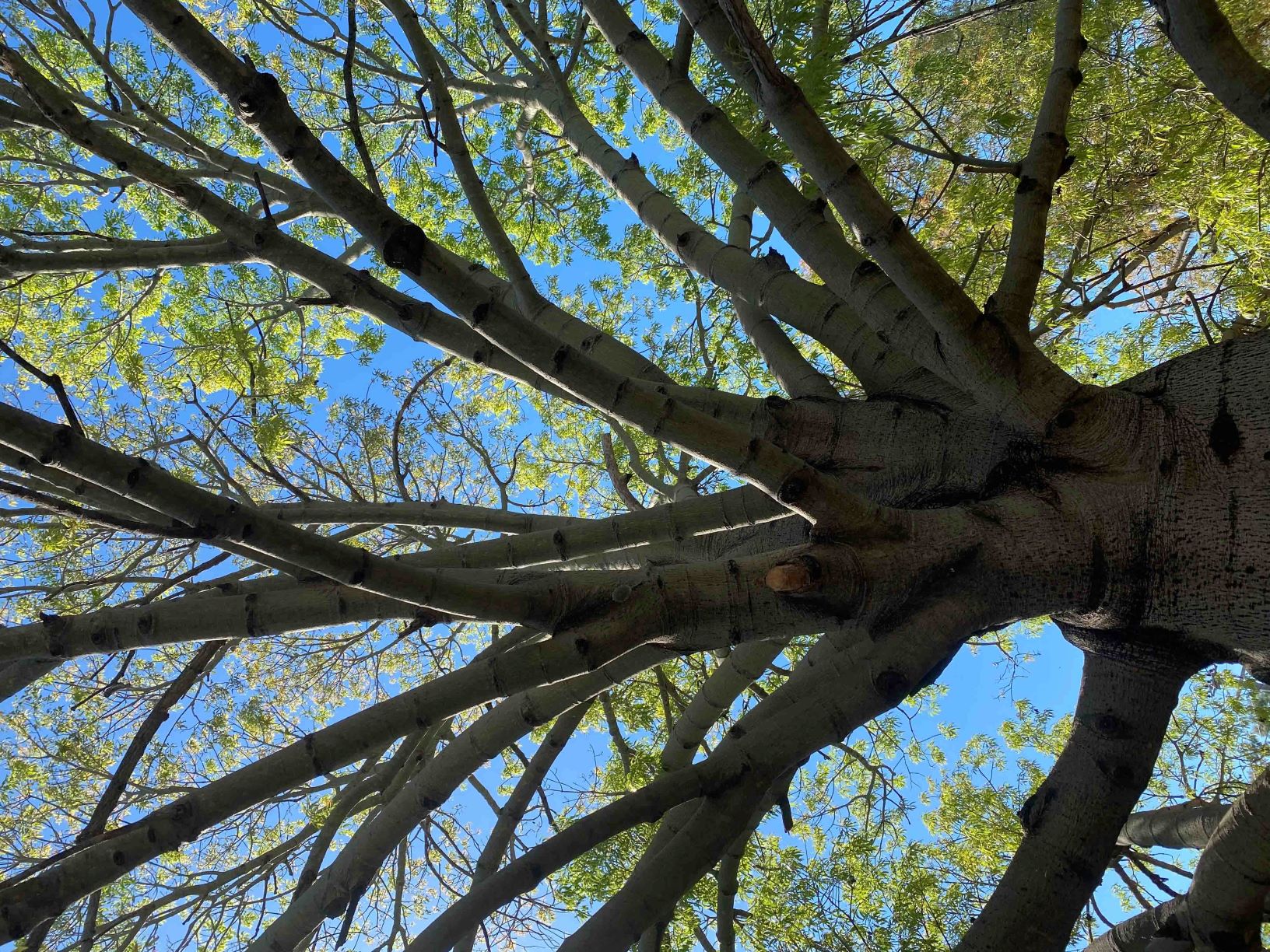 Learning from trees…
