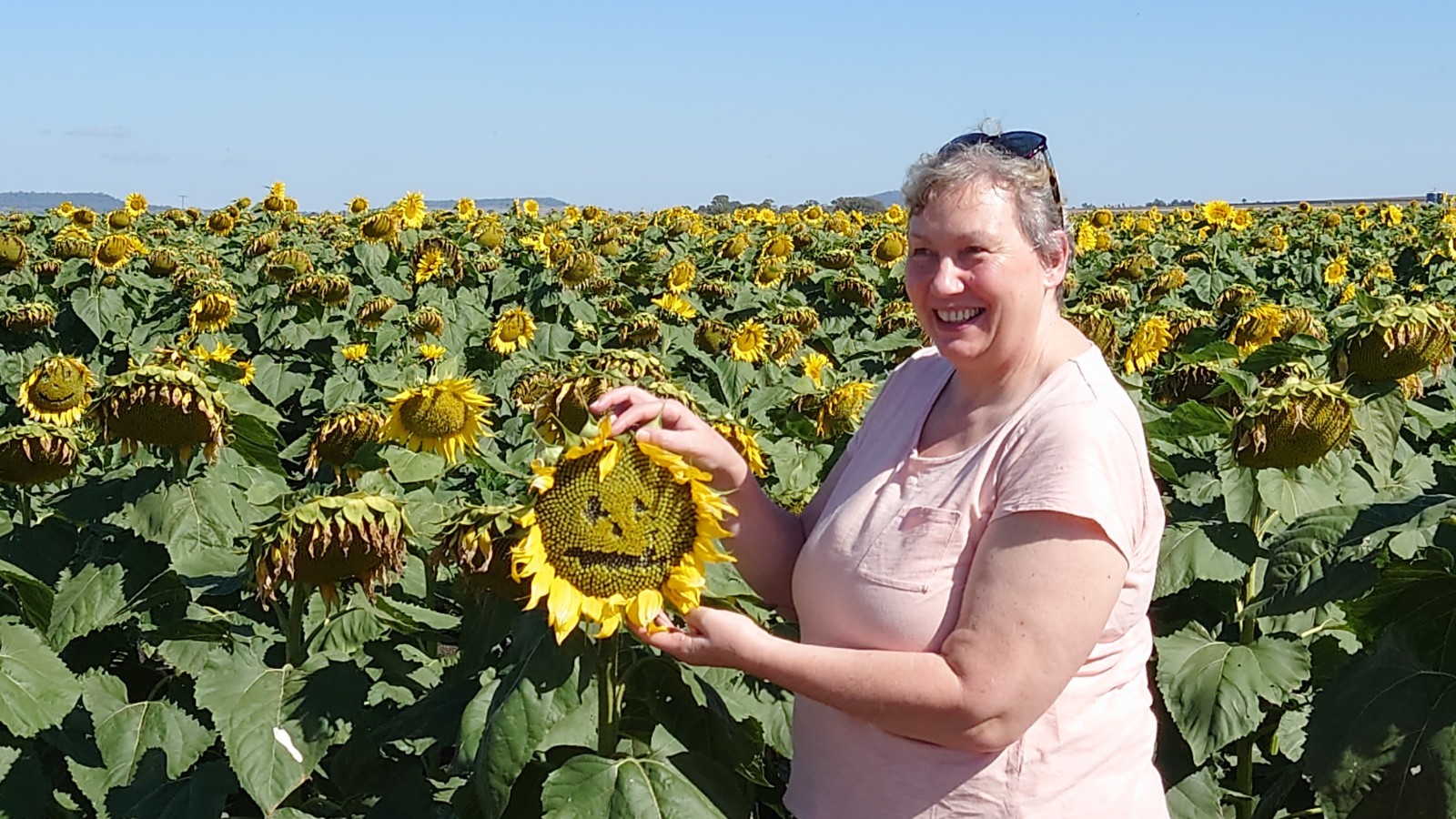 Sunflower sojourn: Southport to Warwick and back for $6.50