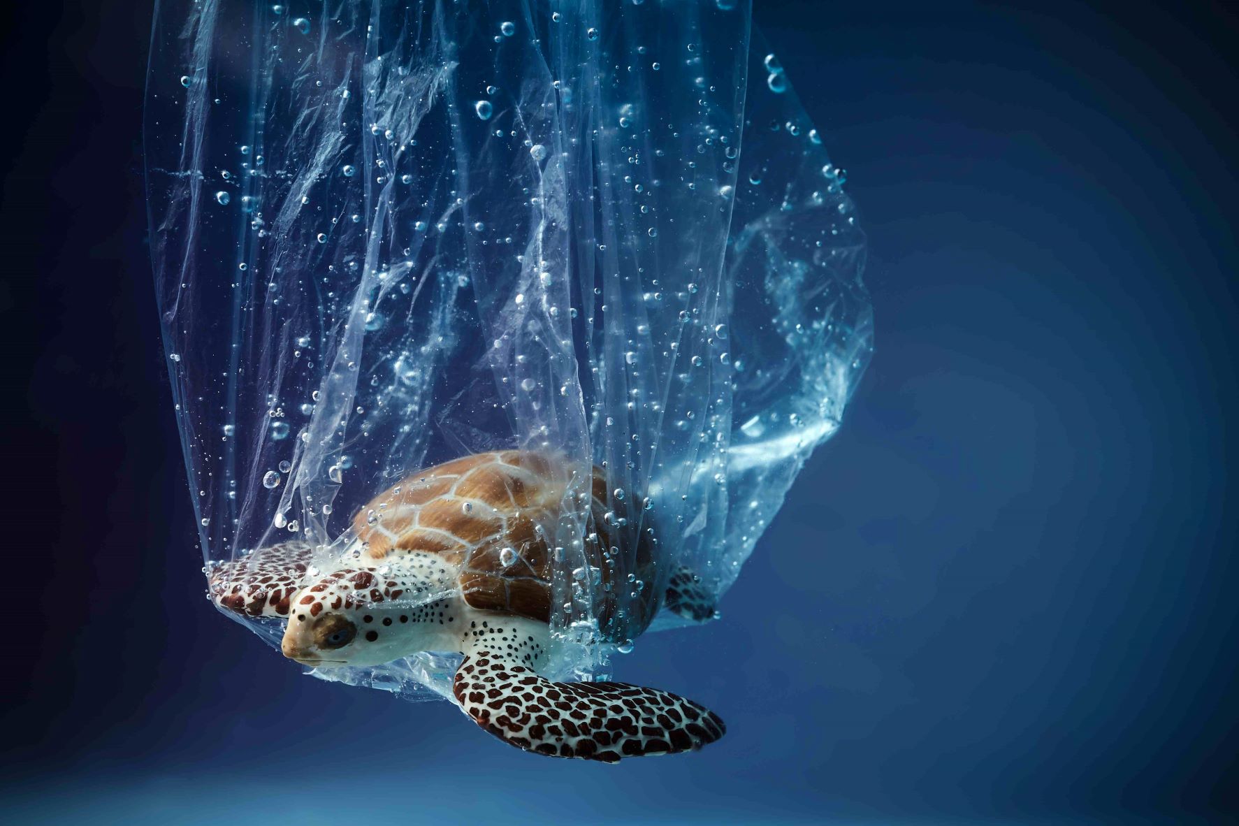 Plastic pollution is a big problem that we can collectively take small ...